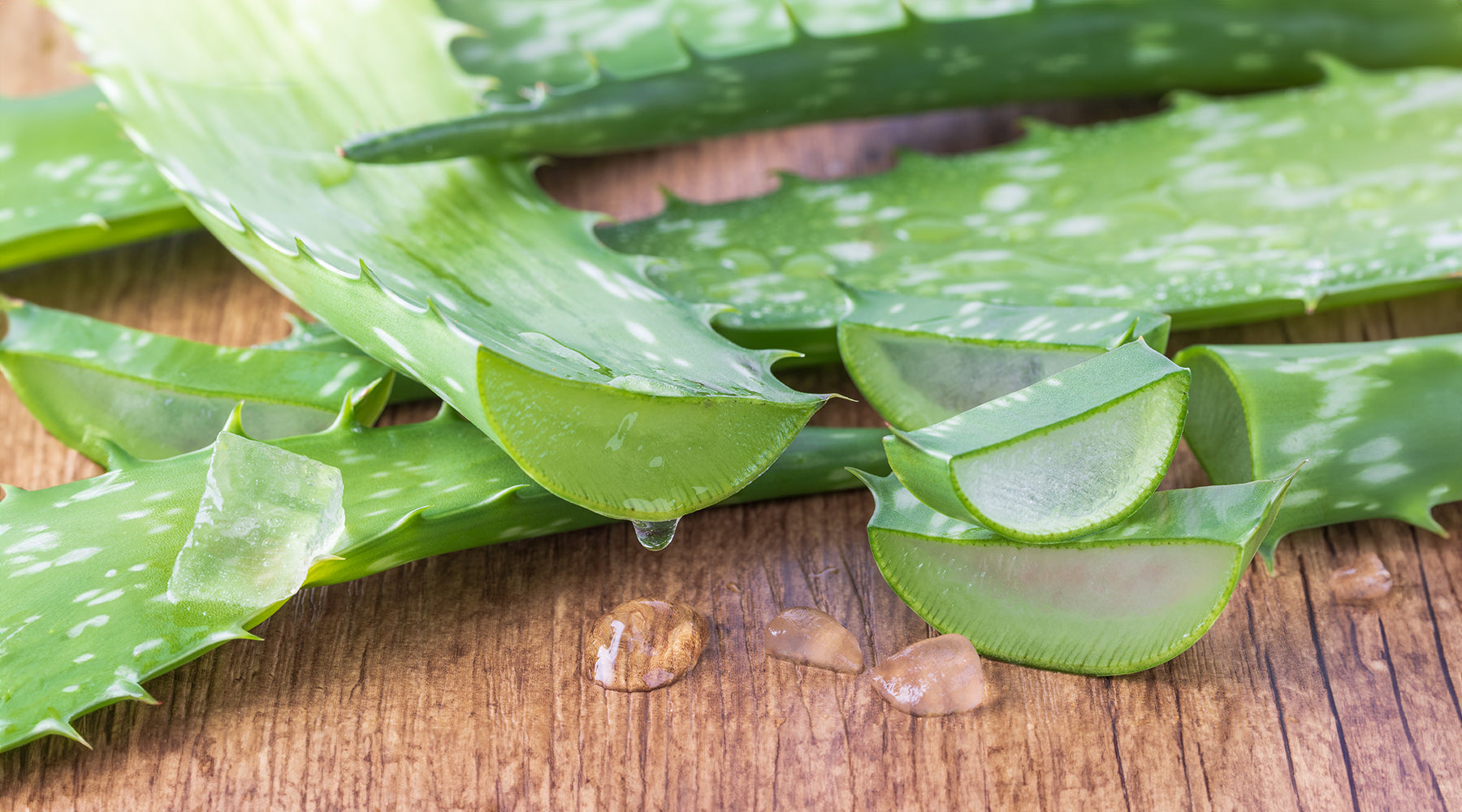 Aloe Vera’s Amazing Survival Uses – Survival Frog