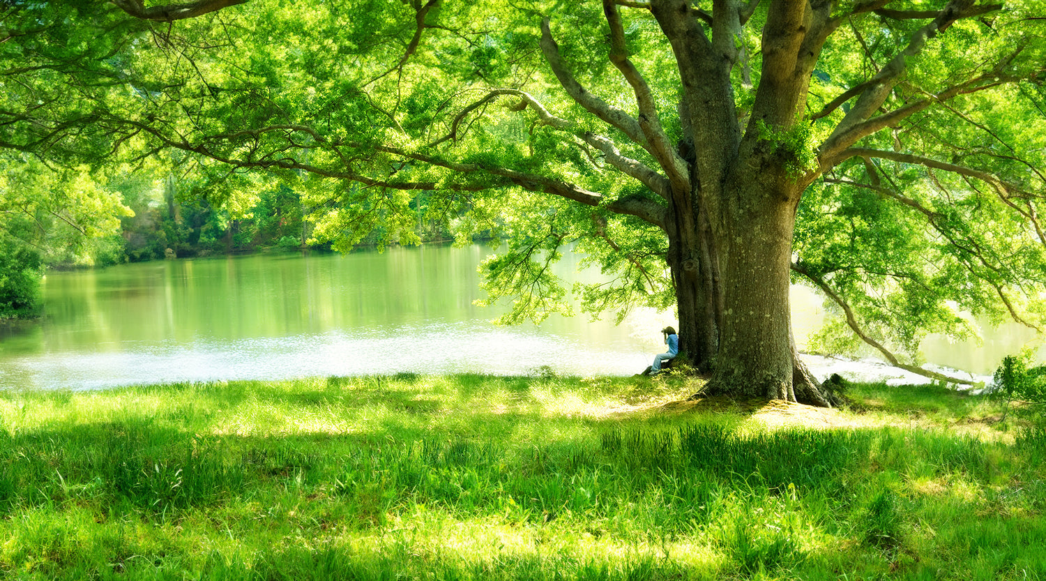 How To Get Water From A Tree – Survival Frog